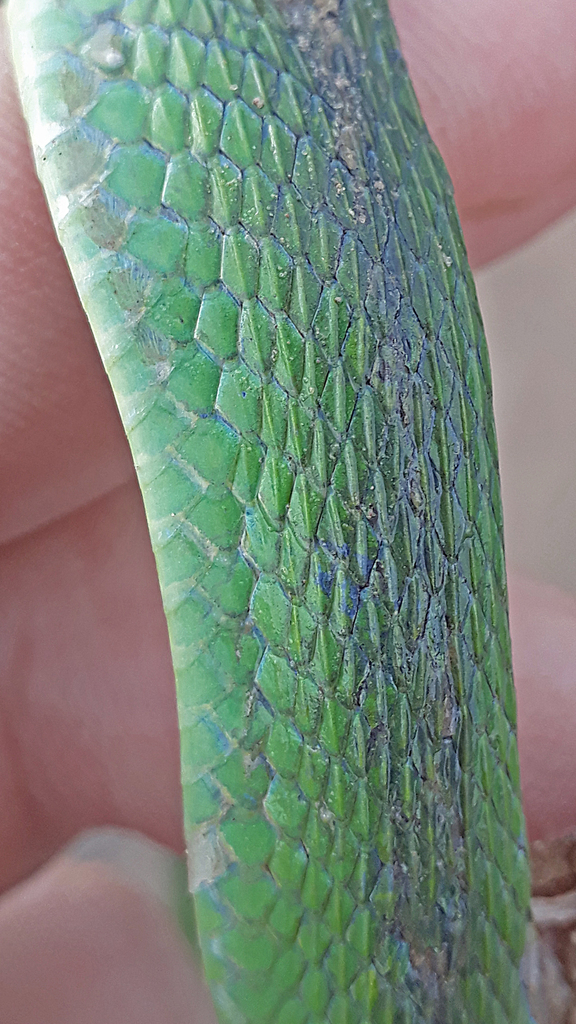 Brazilian Green Racer from Gral Obligado, Santa Fe, Argentina on ...