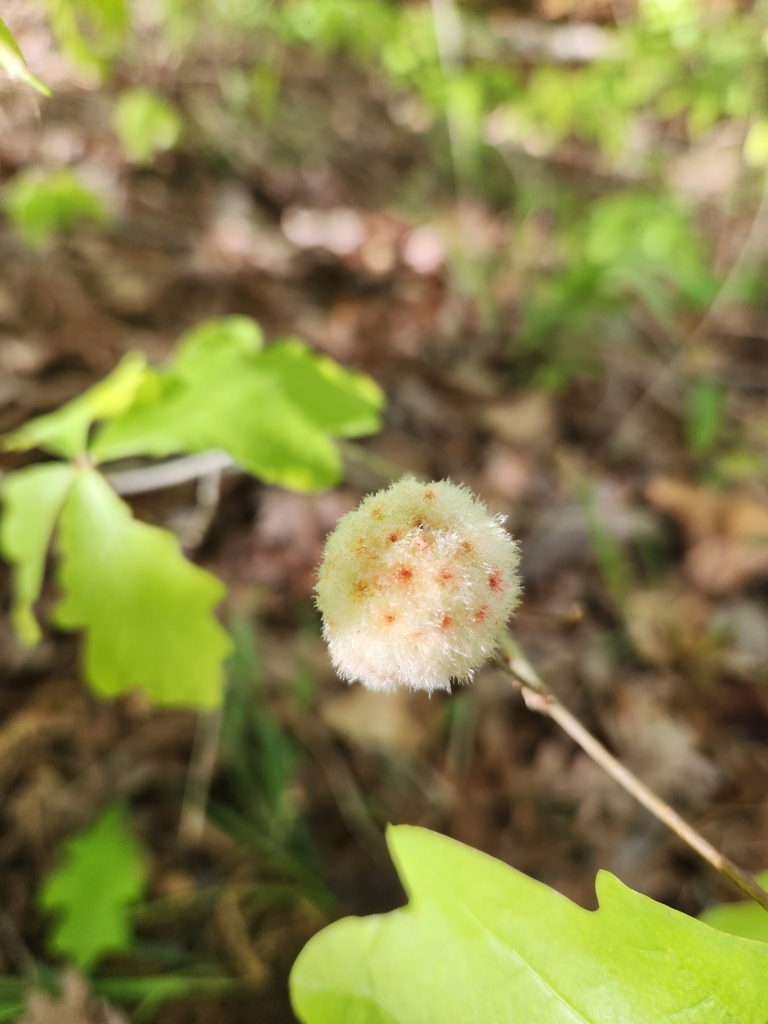Wool Sower Gall Wasp in March 2024 by Vincent · iNaturalist