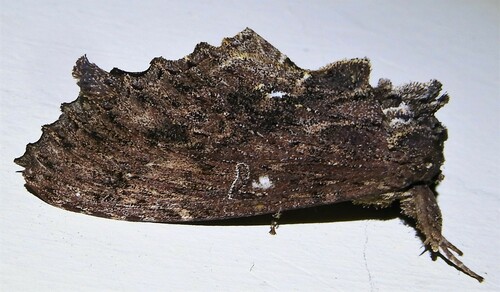 Observations by doryo · iNaturalist