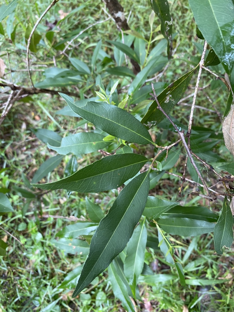 Notelaea longifolia from Yandina Creek, QLD, AU on April 5, 2024 at 01: ...