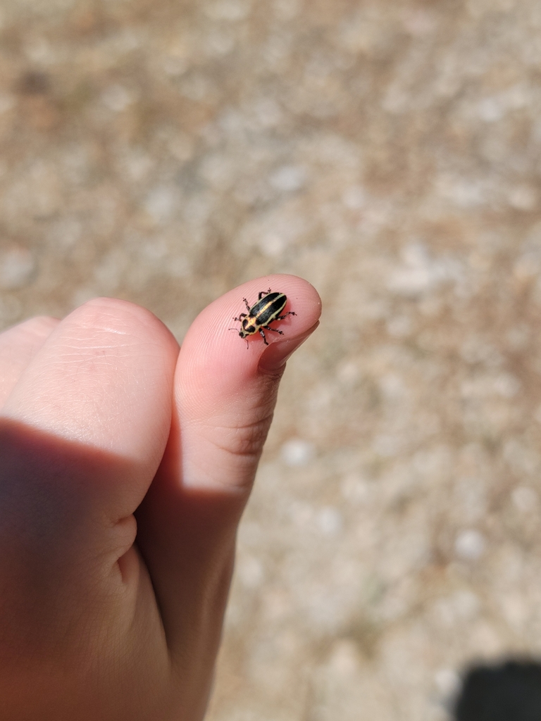 Beautiful Clown Weevil from Humble, TX 77339, USA on April 4, 2024 at ...