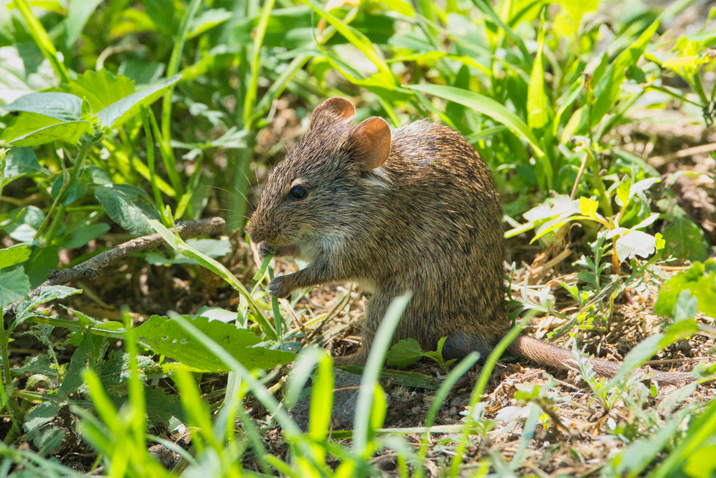 Nile Grass Rat from Serengeti National Park, Itilima, Tanzania on ...