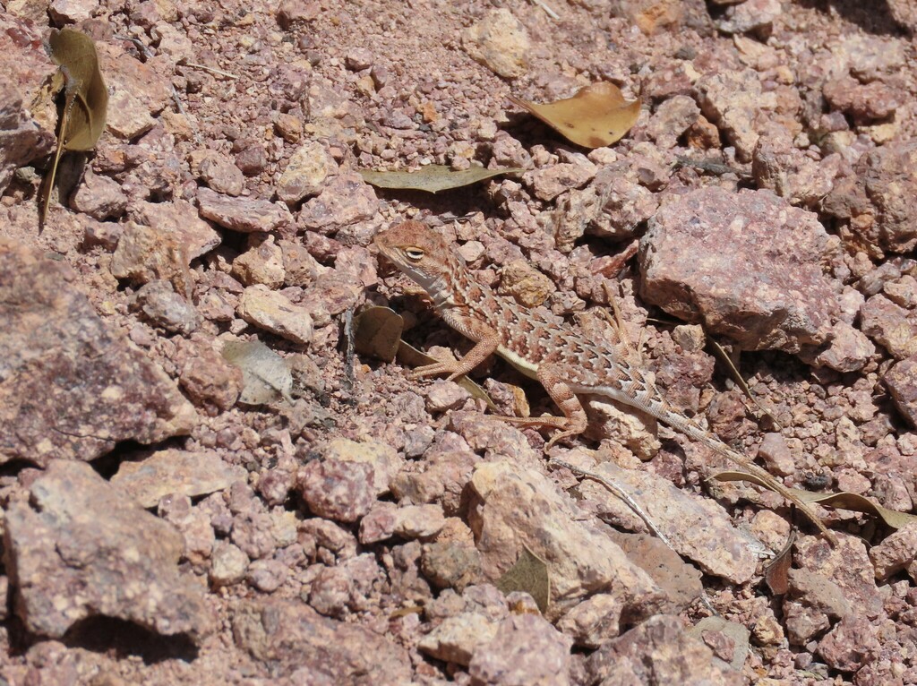 Elegant Earless Lizard in April 2024 by Pete Siminski. Juvenile. Parker ...