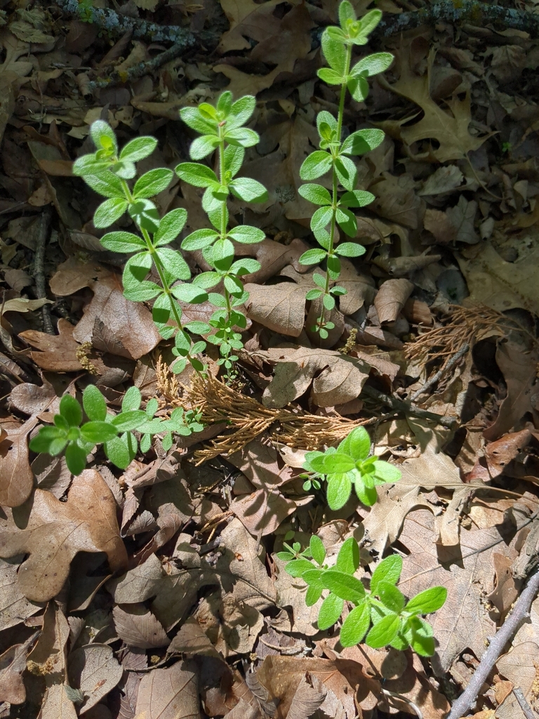 Hairy bedstraw from Seagoville, TX 75159, USA on April 5, 2024 at 03:41 ...