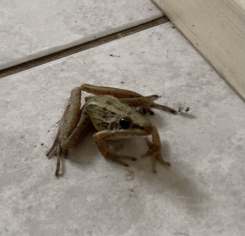 Striped Rocket Frog from Mount Tarampa, QLD, AU on April 6, 2024 at 06: ...