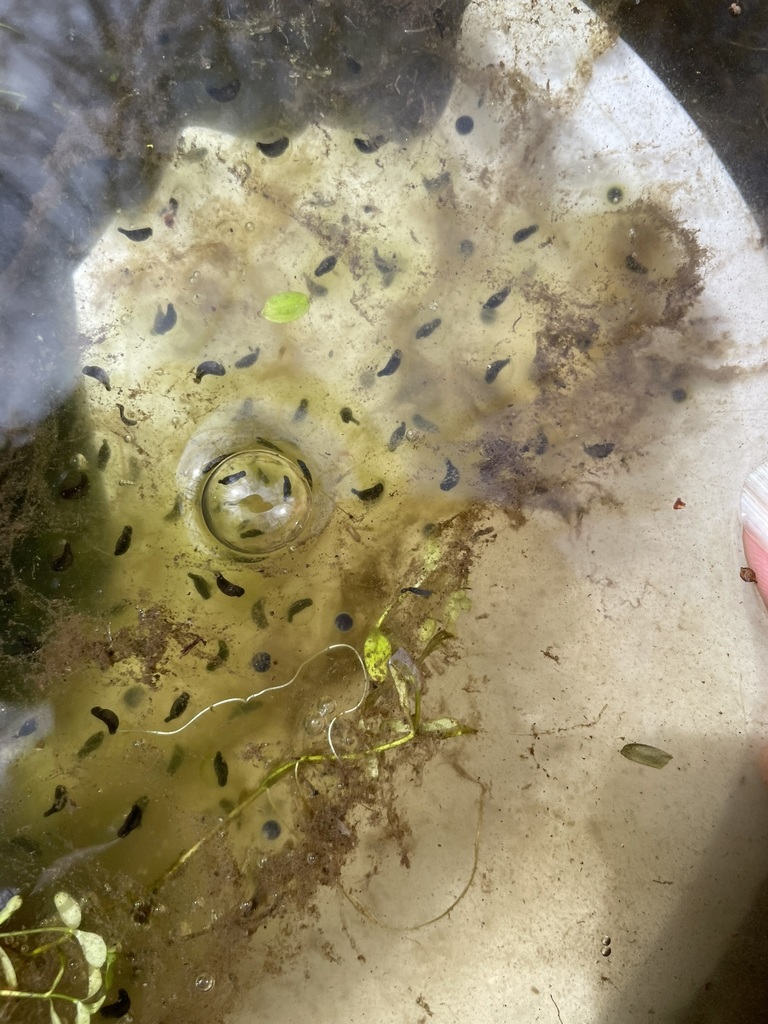Northern Red-legged Frog from Lewis Creek Park, Bellevue, WA, USA on ...