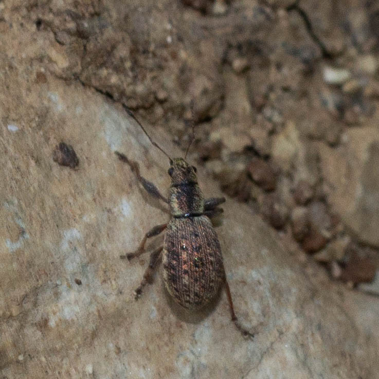 Broad-nosed Weevils from 3020 Brasfemes, Portugal on April 4, 2024 at ...