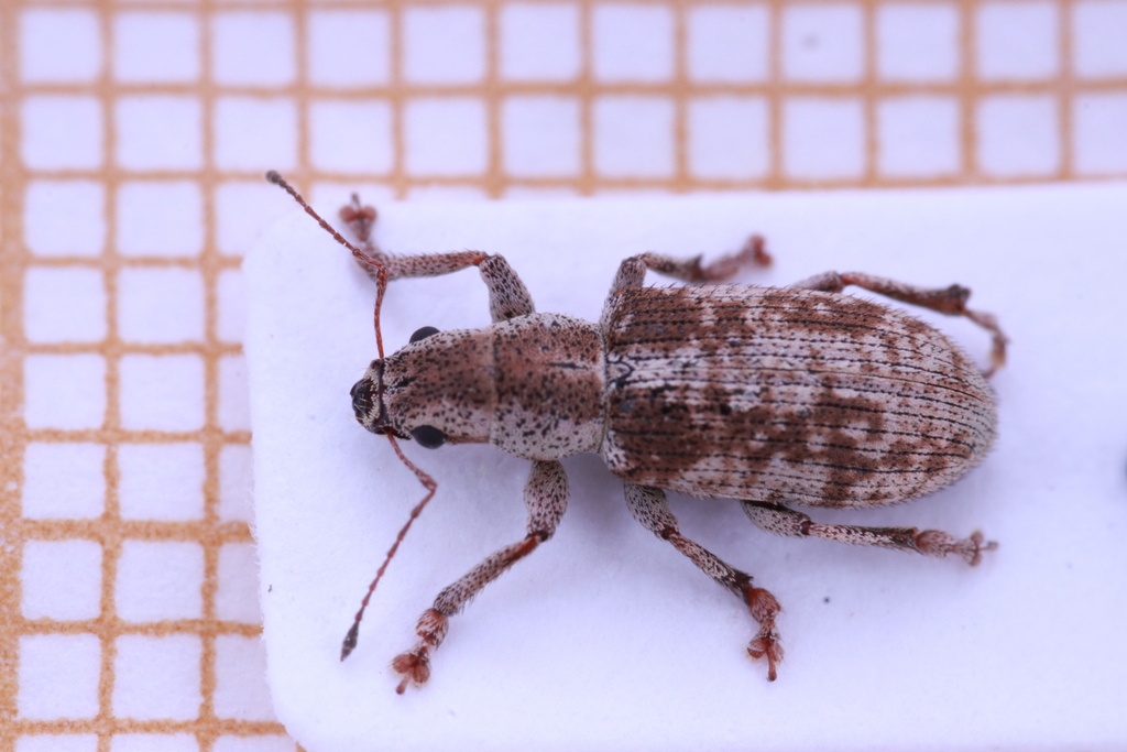 Pachyrhinus squamosus from 11200 Thézan-des-Corbières, France on April 5, 2024 at 01:14 AM by ...