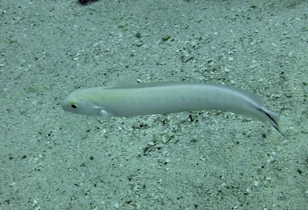 Flagtail Blanquillo from Teluk Indah, Tomia, Kabupaten Wakatobi ...