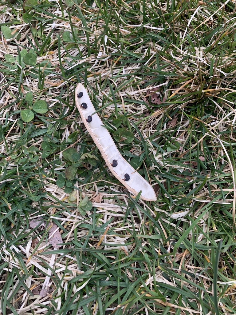 black locust from Johnson & Wales University, Cranston, RI, US on April ...