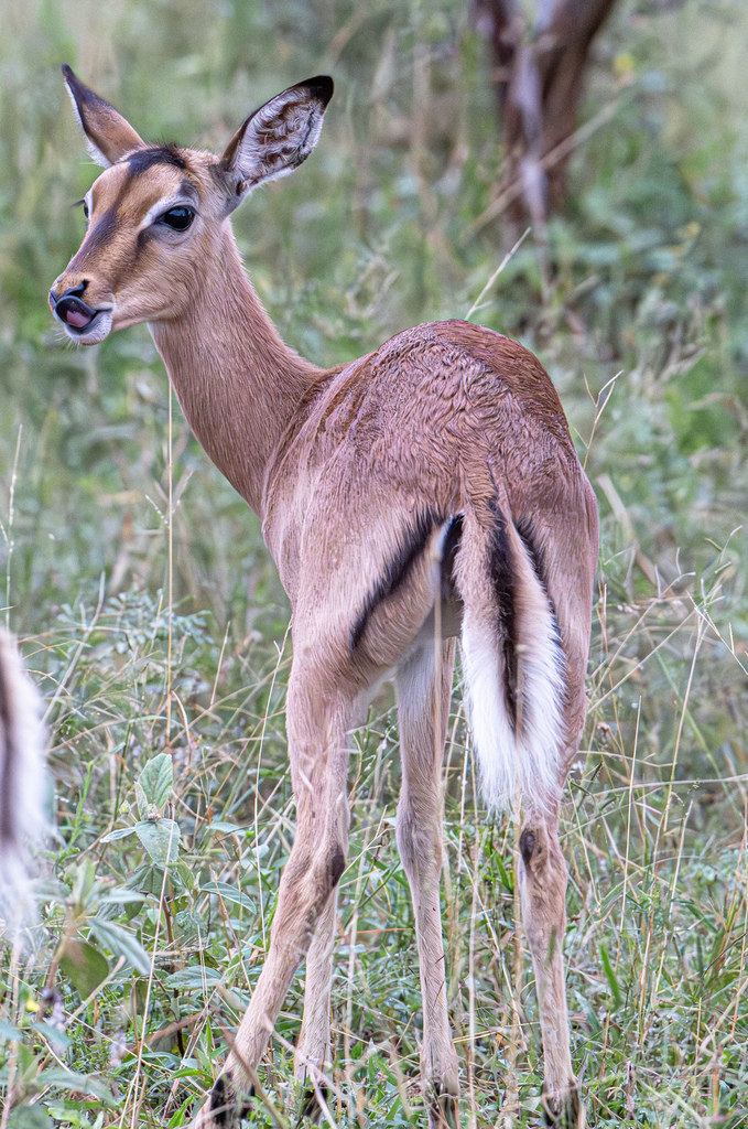 Common Impala from Ehlanzeni District Municipality, South Africa on ...