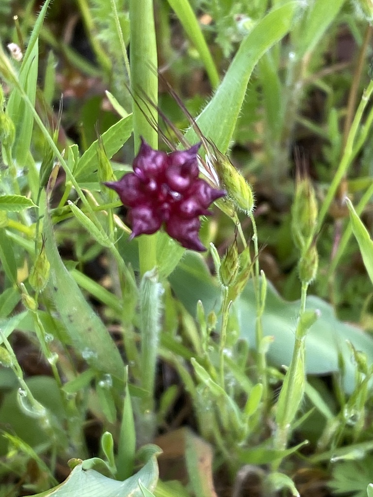 cowbag clover from San Jose, CA, USA on April 5, 2024 at 10:43 AM by ...