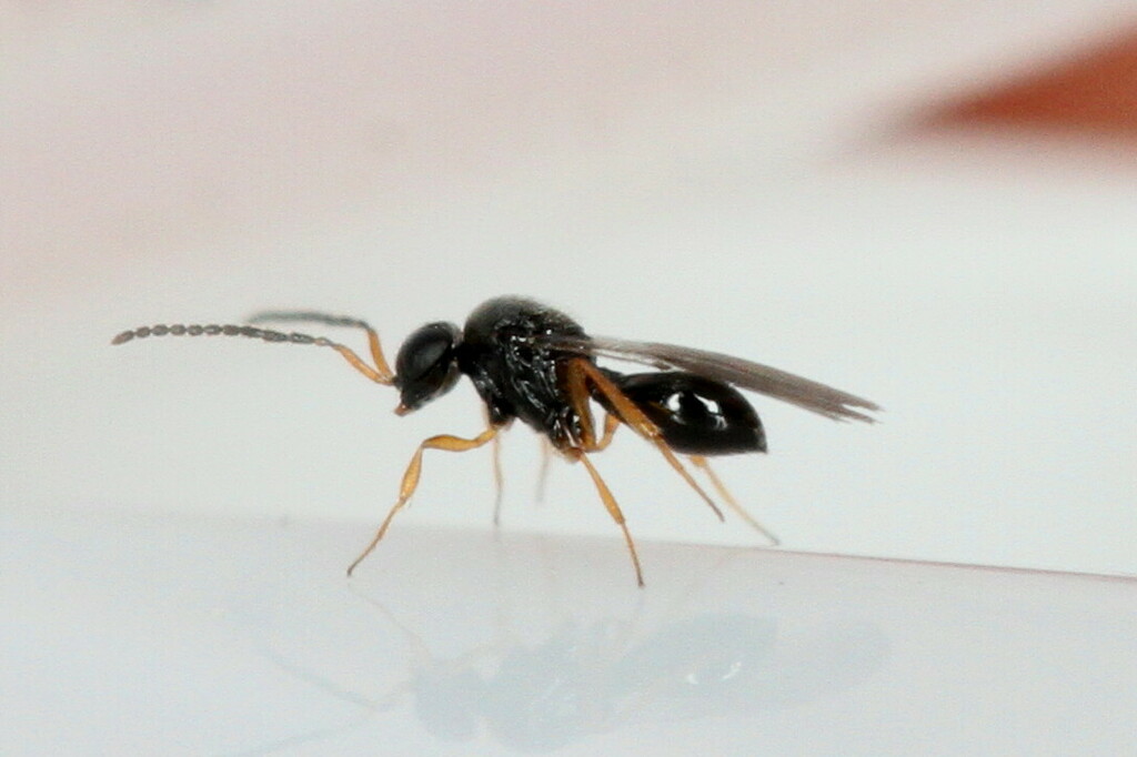 Telenomus from 54 Badem, Germany on June 20, 2022 at 05:45 PM by James ...