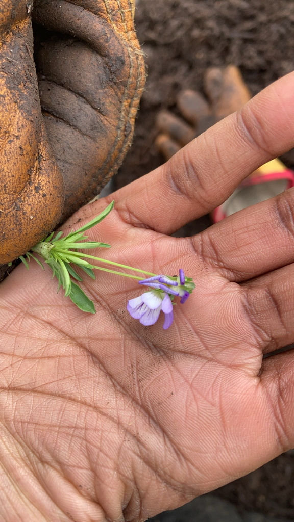 American field pansy from Saint Louis on April 3, 2024 at 10:25 AM by ...