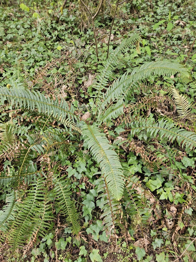 western sword fern from Springfield, OR 97478, USA on April 5, 2024 at ...