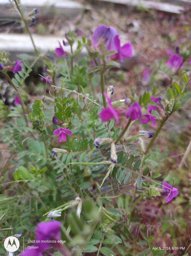 Common Vetch from Virginia Beach, VA 23462, USA on April 5, 2024 at 06: ...