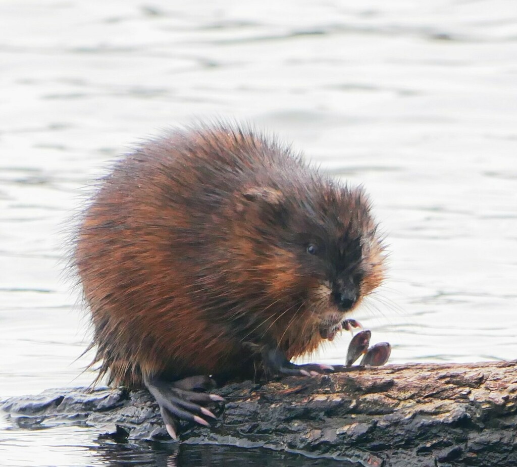Eastern Muskrat from Rockville Centre, NY, USA on March 26, 2024 at 02: ...