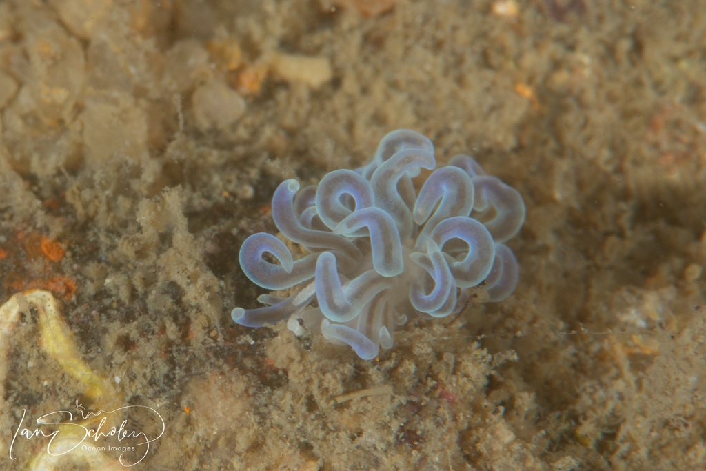 Phyllodesmium macphersonae from Melbourne VIC, Australia on April 3 ...