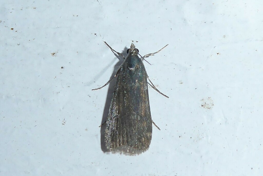 Stone Moth from Waikouaiti, New Zealand on March 30, 2024 at 08:35 PM ...