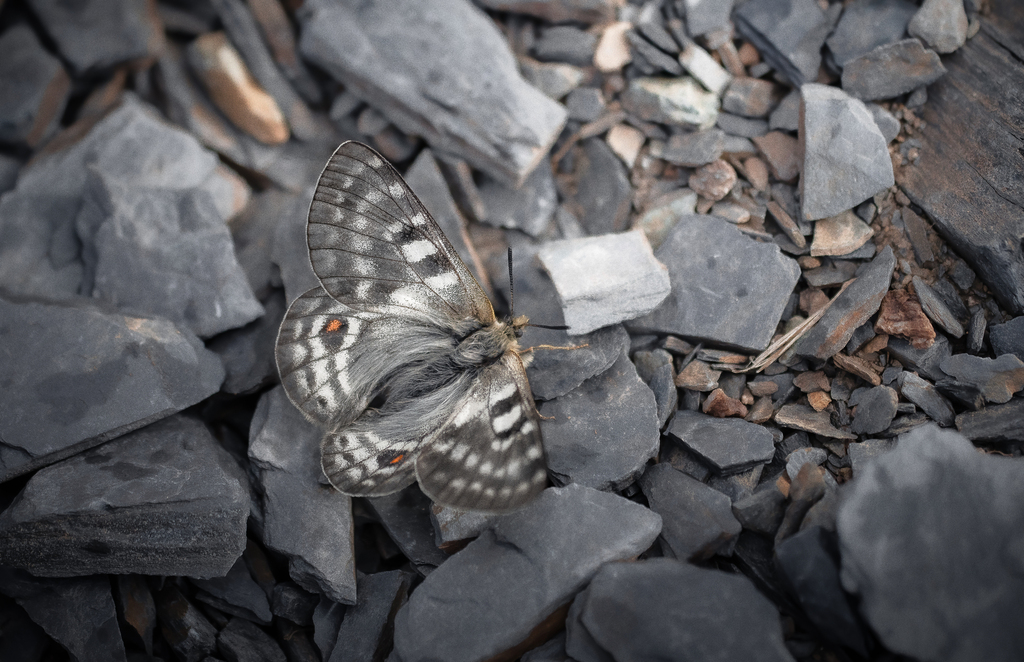 Parnassius hide from 中国西藏自治区昌都市芒康县 on June 8, 2023 at 06:58 PM by james ...