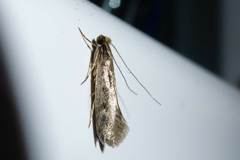 Large Pale Clothes Moth from Waikouaiti, New Zealand on March 30, 2024 ...