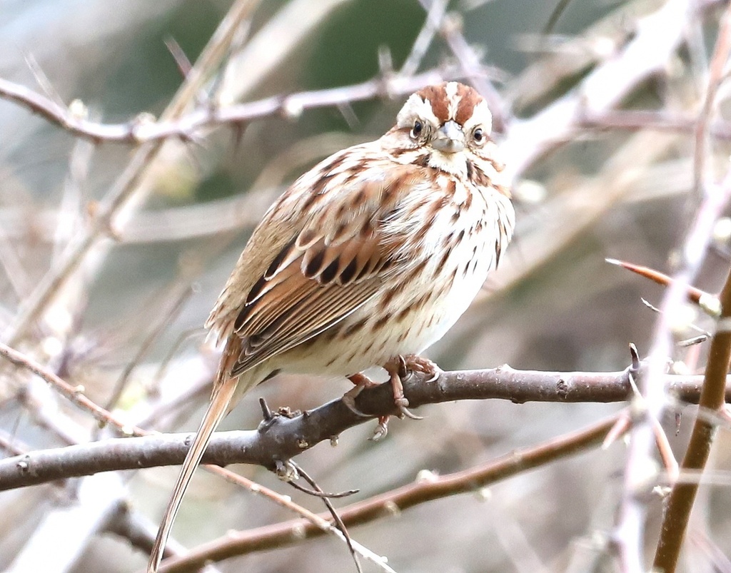 Song Sparrow from Second Woods Park, St. Catharines, ON, Canada on ...
