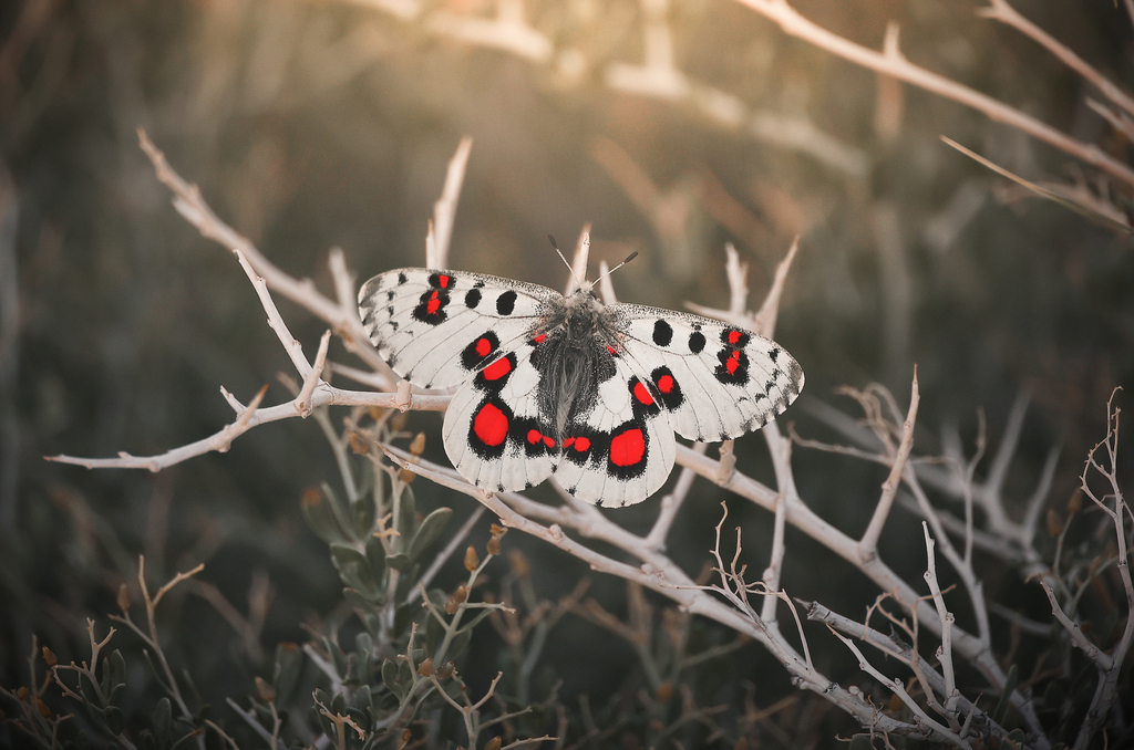 Nomion Apollo from 中国青海省海西蒙古族藏族自治州都兰县 on July 18, 2021 at 08:29 PM by ...