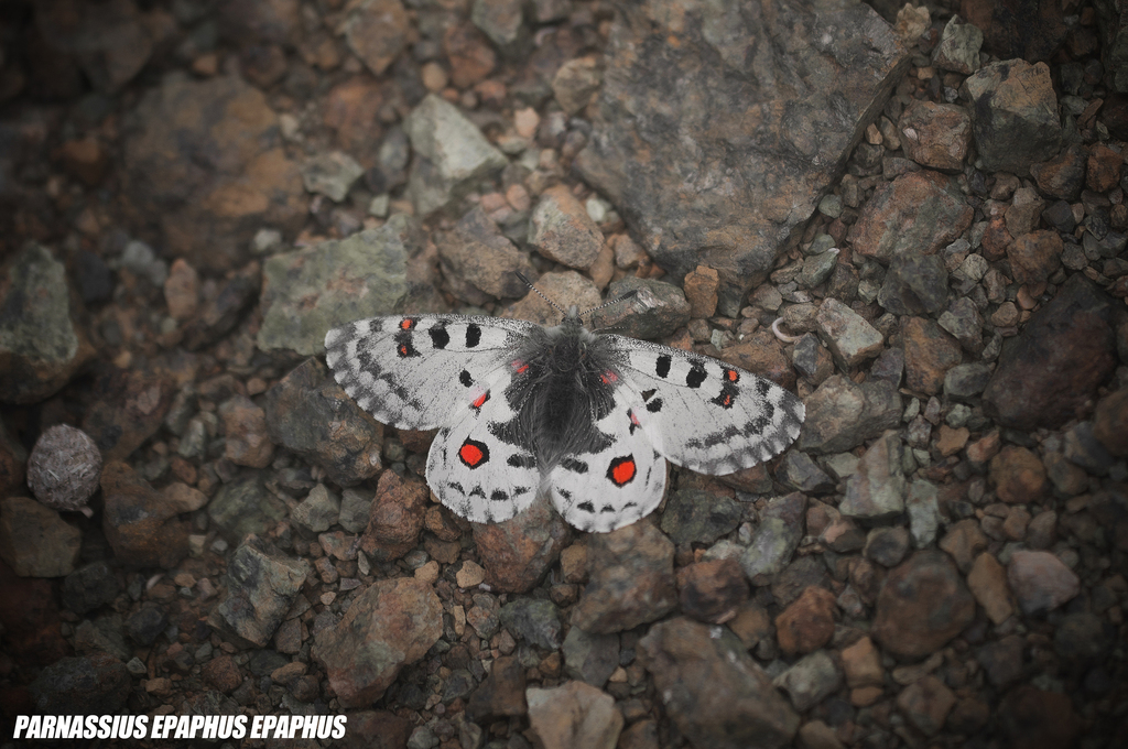 Common Red Apollo from 中国西藏自治区阿里地区普兰县 on July 25, 2020 at 07:18 PM by ...