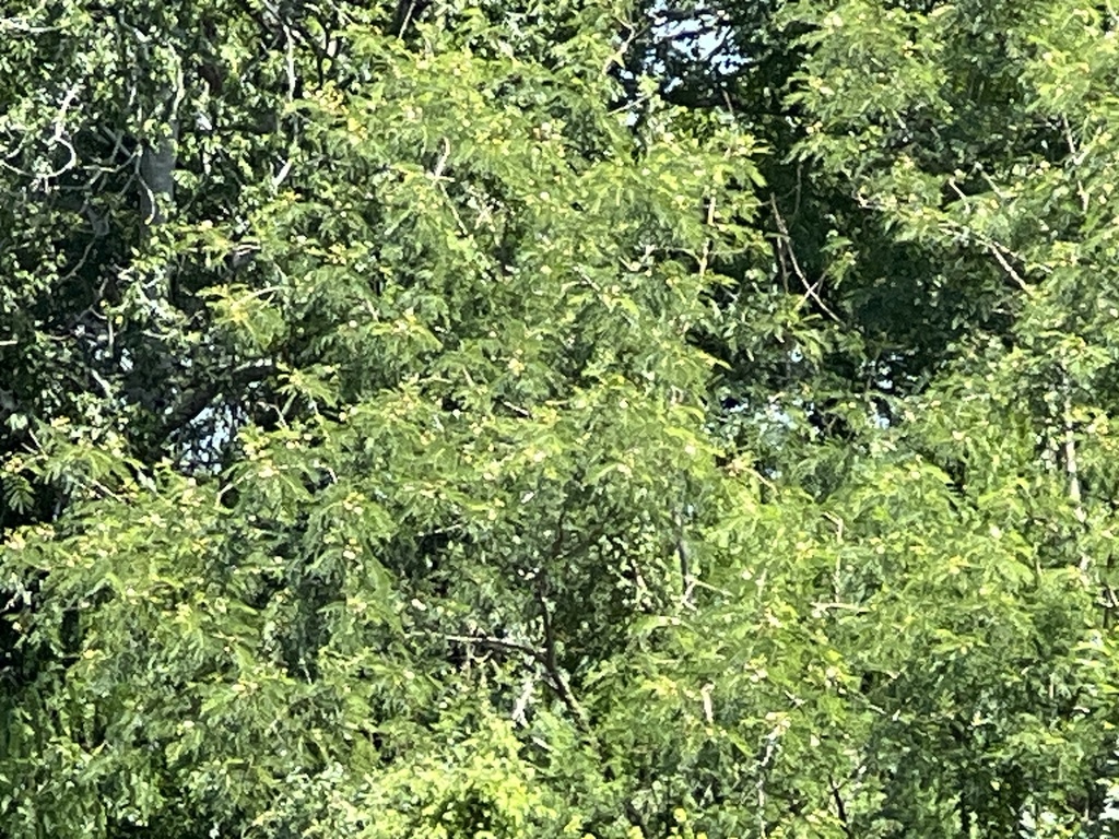 White leadtree from Matamoros, Tamps., MX on April 5, 2024 at 02:05 PM ...