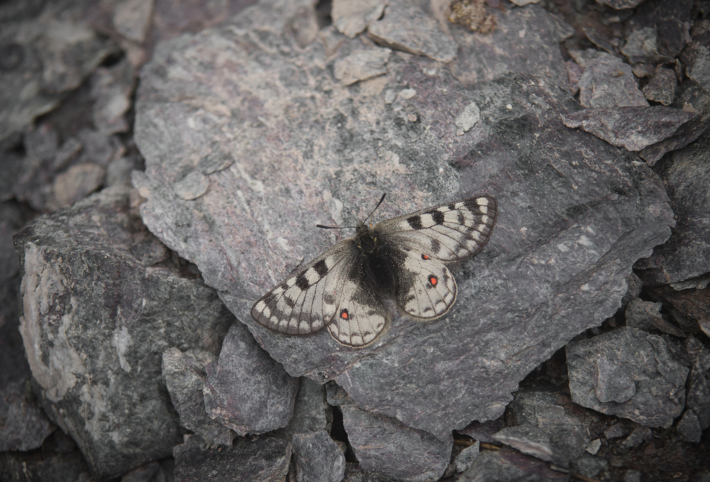 Parnassius andreji from 中国青海省海北藏族自治州门源回族自治县 on July 5, 2021 at 07:24 PM ...