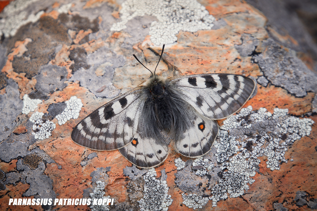 Parnassius patricius in June 2020 by james_qiii · iNaturalist