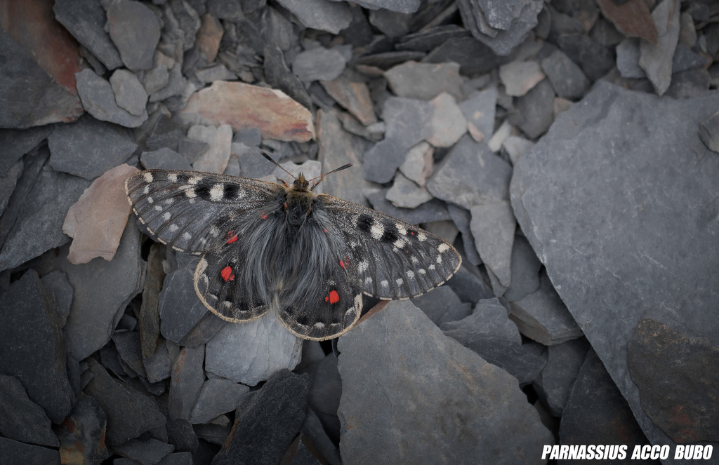 Varnished Apollo in June 2023 by james_qiii. ssp.bubo 4850m · iNaturalist