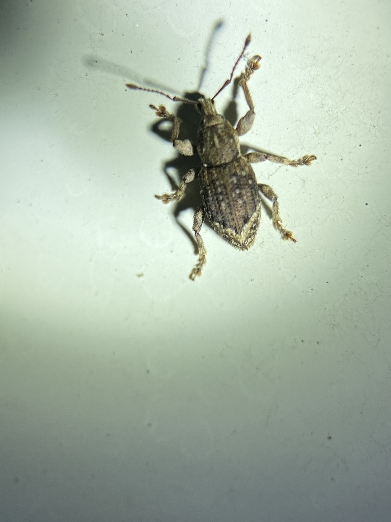 Compressed weevil from Mangawhai, New Zealand on February 5, 2024 at 12 ...
