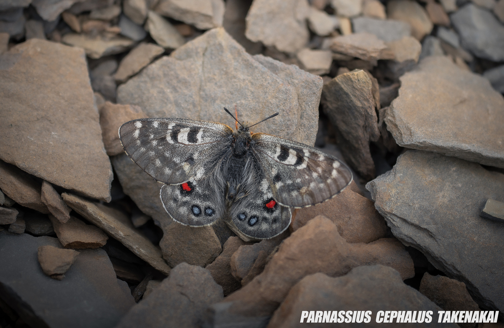 Parnassius cephalus in June 2023 by james_qiii · iNaturalist