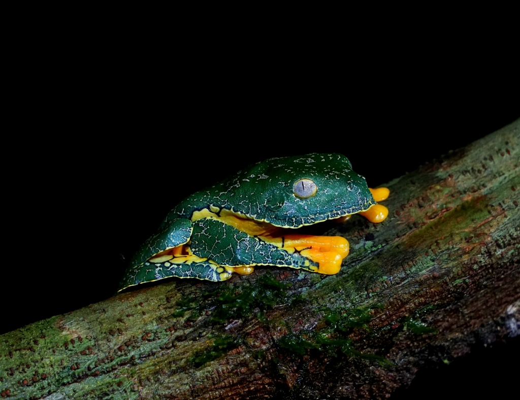 Fringed Leaf Frog from 17500, Peru on March 17, 2024 at 11:08 PM by alex_neugebauer · iNaturalist