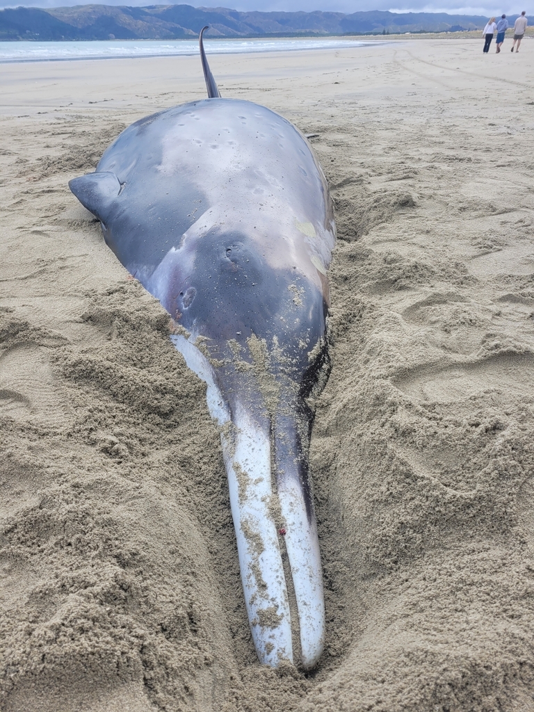 Strap-toothed Beaked Whale (Mesoplodon layardii) - Know Your Mammals