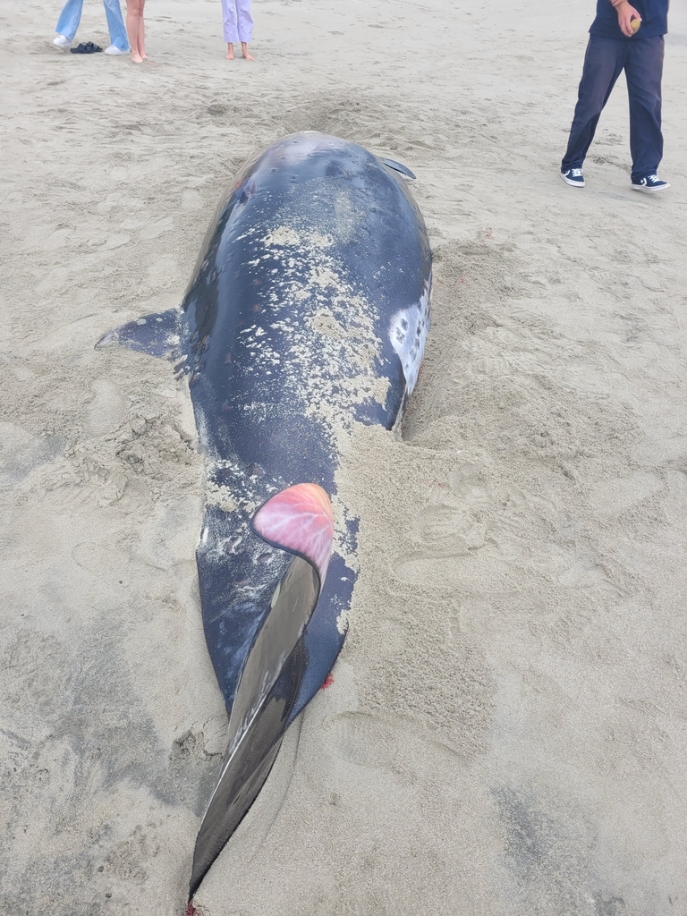 Strap-toothed Beaked Whale (Mesoplodon layardii) - Know Your Mammals