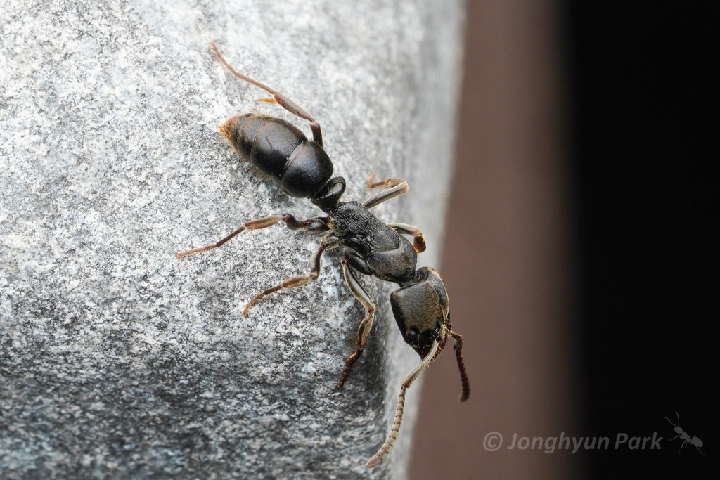 Ectomomyrmex javanus from Goseong-gun, Gangwon-do, South Korea on ...