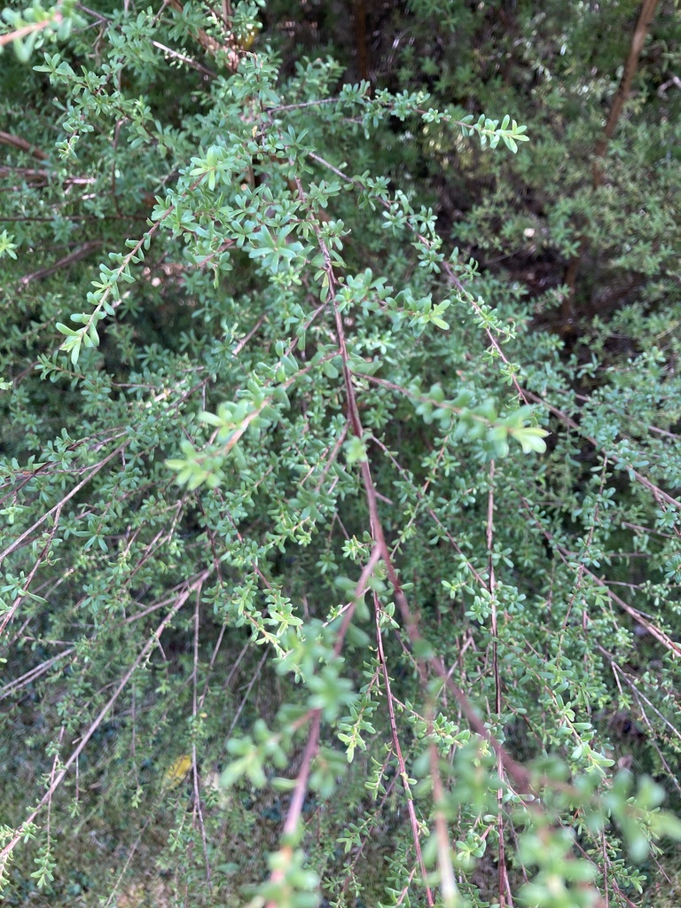 Kunzea from Nga Manu Nature Reserve, Waikanae, Wellington, NZ on April ...