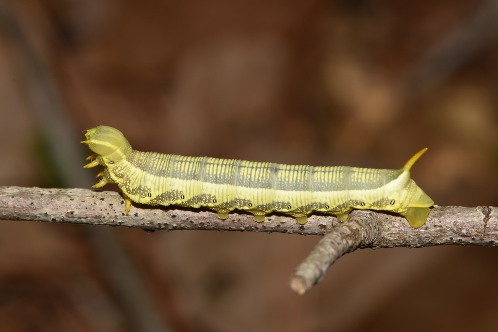 Lettered Sphinx from Carter Park, Spring, TX, US on April 5, 2024 at 02 ...