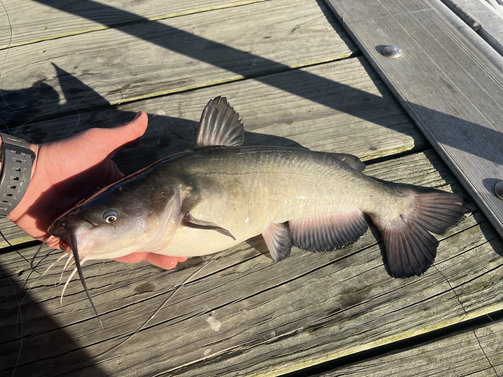 White Catfish from Mosquito Creek, Green Pond, SC, US on April 5, 2024 ...