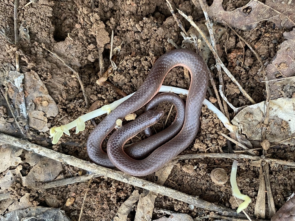Eastern Worm Snake in April 2024 by Anthony Brais · iNaturalist
