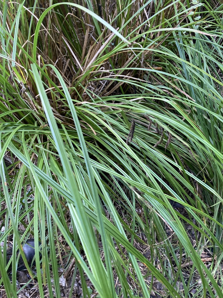 cutty grass from Nga Manu Nature Reserve, Waikanae, Wellington, NZ on ...