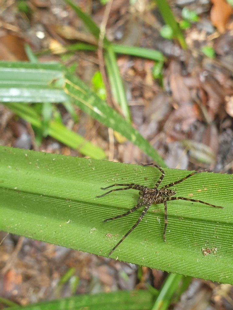 Rta clade from Cape Tribulation QLD 4873, Australia on April 6, 2024 at ...