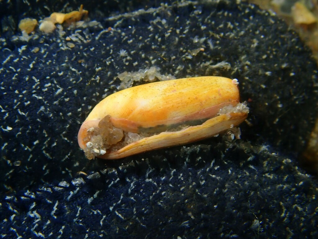 Retusa from Mornington P'sula - East, AU-VI, AU on April 3, 2024 at 09: ...
