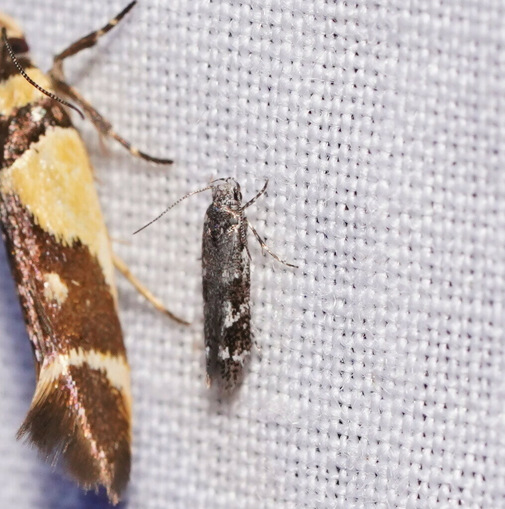 Curved-horn Moths from Warburton VIC 3799, Australia on February 11 ...