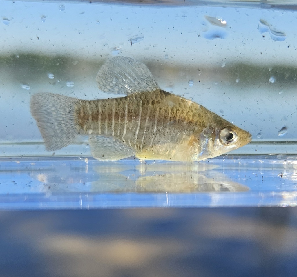 Diamond Killifish from Okaloosa County, FL, USA on April 05, 2024 at 10 ...
