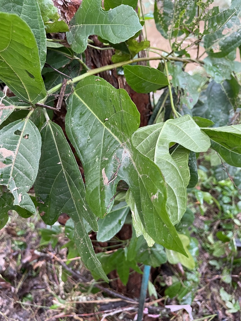 sandpaper fig in April 2024 by Kevin · iNaturalist