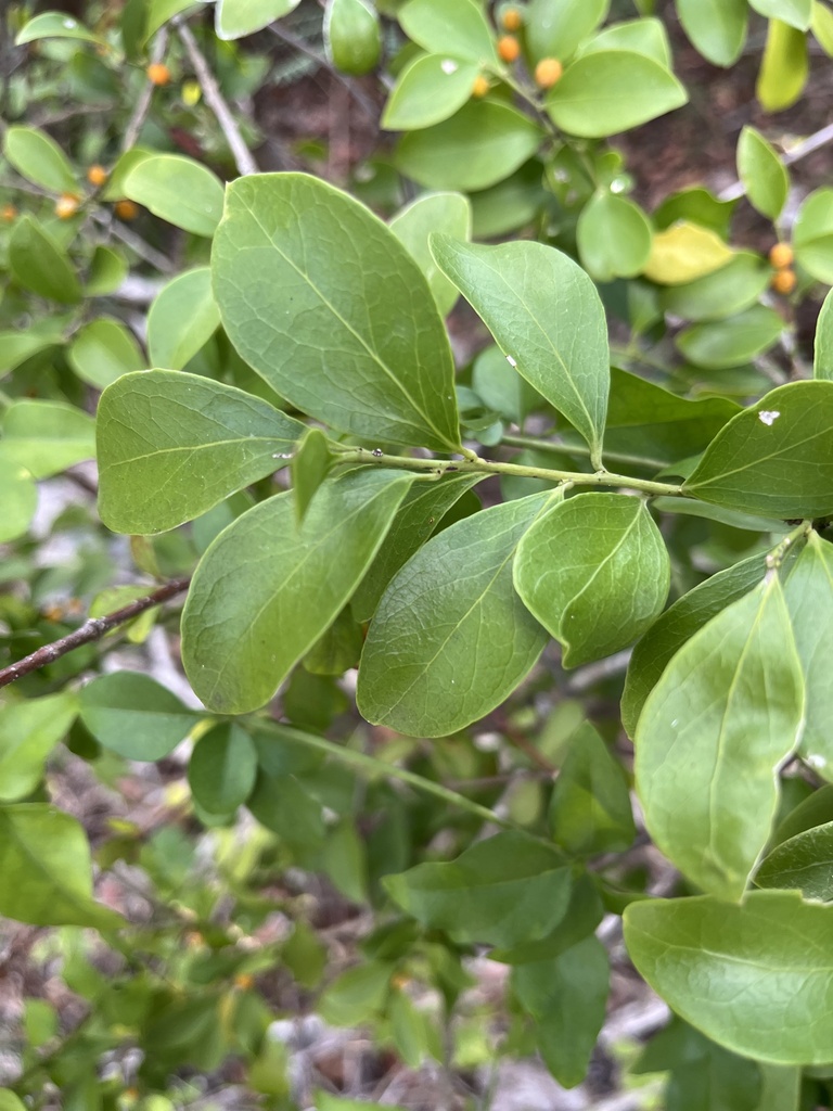 Florida Boxwood from Cayman Brac, Sister Islands, KY on April 5, 2024 ...