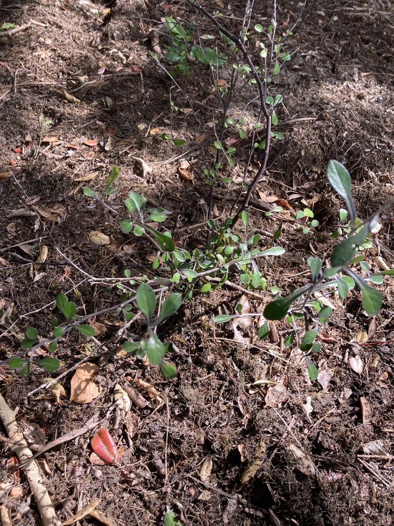 Korokio from Nga Manu Nature Reserve, Waikanae, Wellington, NZ on April ...